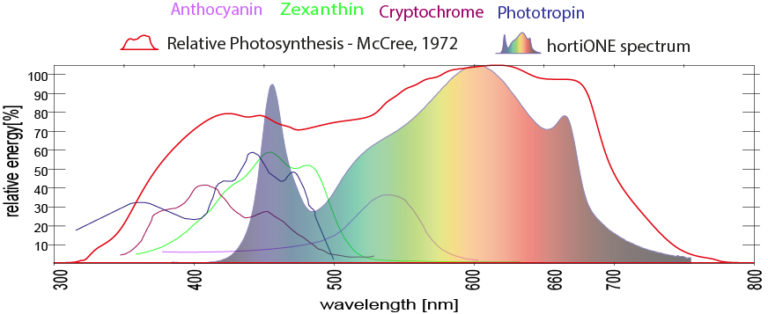 Light Spectrum and absorption curves for horticulture - hortione.com